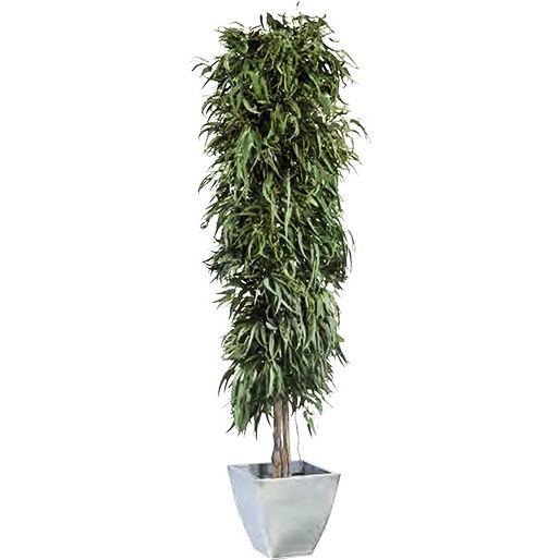 Pianta ornamentale stabilizzata - PENDULA - LinfaDecor - eucalipto / di ...
